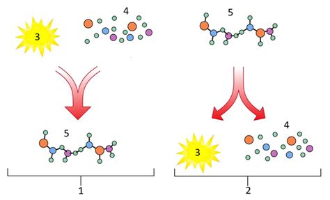 Задание №13543 Установите соответствие между признаками и процессами метаболизма обозначенными