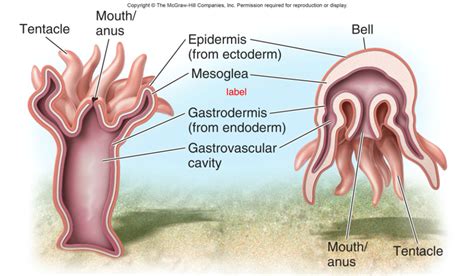 Biol 1620 Sponges Cnidarians Diagram Quizlet