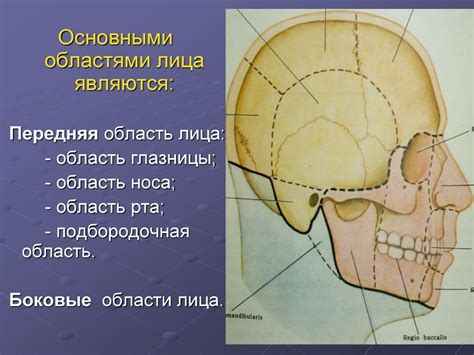 Топографическая анатомия и оперативная хирургия лица - презентация онлайн