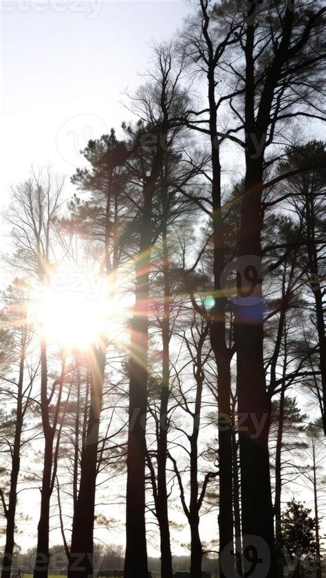 Sun Trees Stock Photos Images And Backgrounds For Free Download