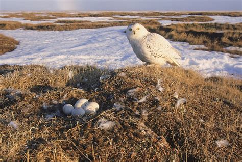 Snowy Owl Habitat