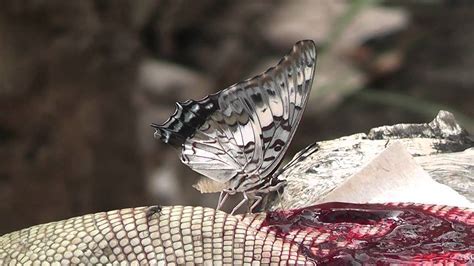 What Butterflies Are Attracted To Blood