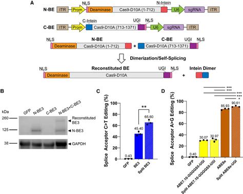 Split Be Constructs For Editing Exon 45 Splice Acceptor A Design Of