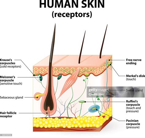 Human Skin Layer Vector Cross Section High Res Vector Graphic Getty