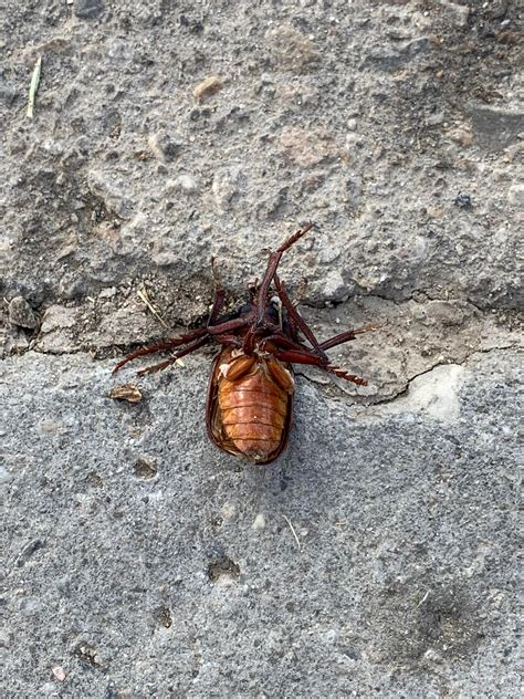 This Roach Looking Bug Was In My Garage This Morning Were Not