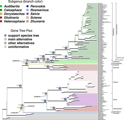 Frontiers Sage Insights Into The Phylogeny Of Salvia Dealing With
