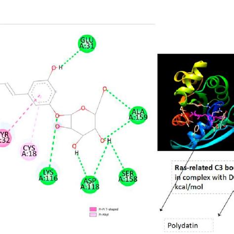 Displays The Docking Outcomes Of Ras Related C3 Botulinum Toxin Download Scientific Diagram