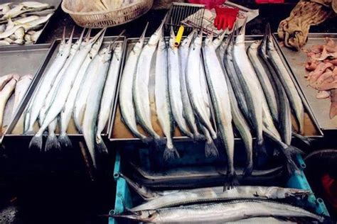 这种又细又长的鱼名叫“马步鱼”它既是海鱼又是河鱼 每日头条