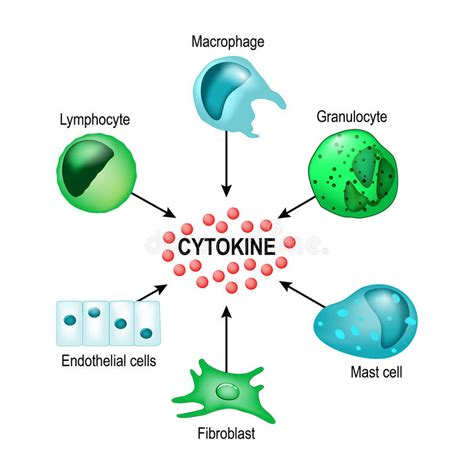 Fibroblasts Stock Illustrationer Vektorer And Clipart 267 Stock Illustrationer
