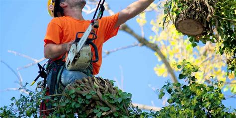 Tree Service Abe S Lawn Tree Service