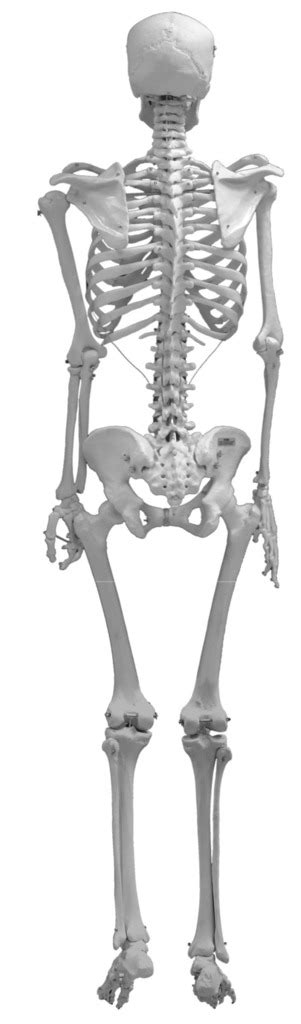 Appendicular Skeleton Posterior View Diagram Quizlet