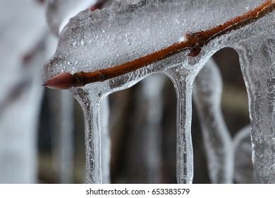 Frozen Tree Branch Stock Photo 653383579 Shutterstock