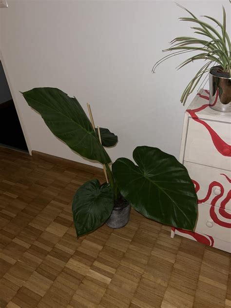 alocasia behaving weird r plantclinic