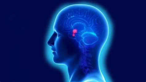 What Is Cranial Sacral Therapy Envibe Life