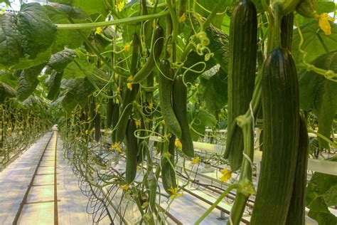 Persian Cucumber Growing Differences And Benefits Happiness Cucumber