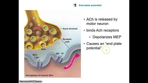 Contraction Coupling Steps At Tawana Tibbs Blog
