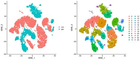 X Genomics Single Cell RNA Sequencing Report