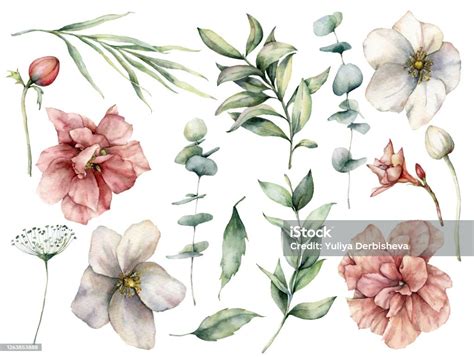 흰색과 분홍색 꽃과 유칼립투스 잎세트 수채화 꽃 세트 손으로 그린 장미 싹 흰색 배경에 고립 된 열매 디자인 인쇄 직물 배경에 대한 식물 학적 그림 꽃 식물에 대한 스톡