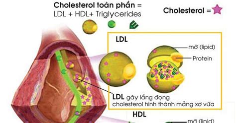 Các loại thành phần chính của lipid máu Tuổi Trẻ Online