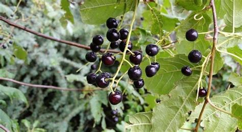 Монос буюу мойл жимсний мод Монос нь байгальд голын хөндийн бэлчир… By テヌーン Medium