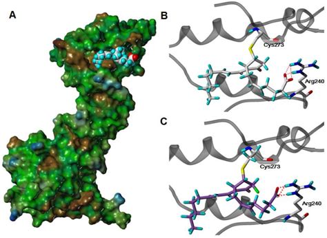 Figure 4 From Identification And Structural Analysis Of Novel Nrf2