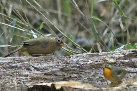 ガビチョウ 3 鳥撮りmarch