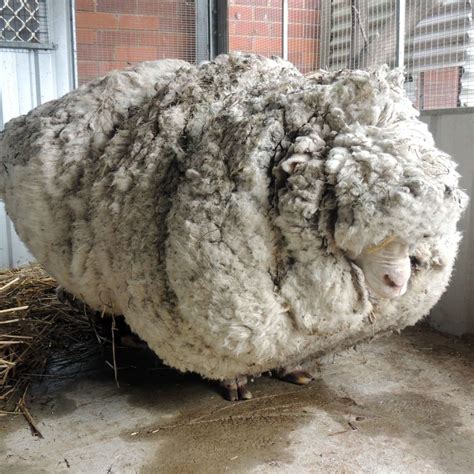 Вівці ТОП 10 цікавих фактів ФОТО