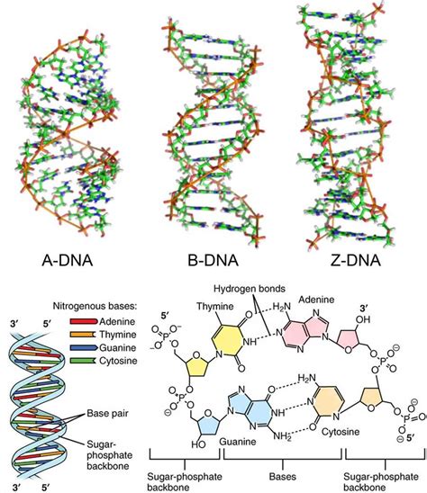 DNA Structure Creative Biostructure
