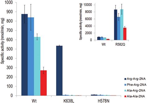 Substrate Specificity Of The Yeast Wild Type Dpp Iii And Enzyme