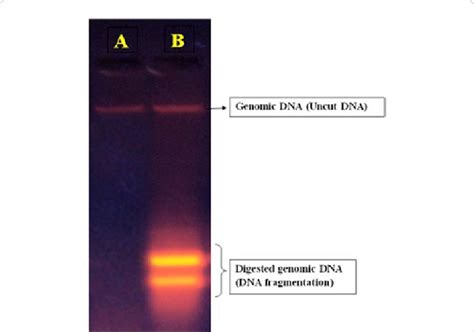 Dna Fragmentation Assay A Untreated Cancer Cells Dna And B Download Scientific Diagram