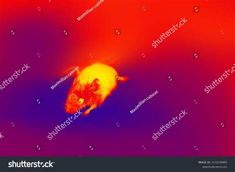 45 Afbeeldingen Voor Pest Detector Afbeeldingen Stockfoto‘s En Vectoren Shutterstock