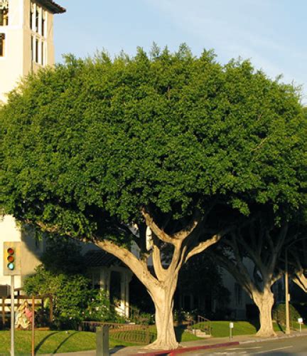 Indian Laurel Fig Drought Tolerant Trees San Diego