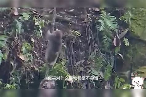 峨眉山猴子“最犯怵”的东西，拿出来一亮，猴子连滚带爬的离开！猴子东西峨眉山