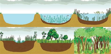 Succession Welcome To Biology