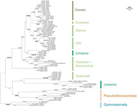 Phylogenetic Analysis Of Thecosomata Based On Coi Data We Display The