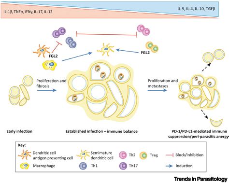 Echinococcus Multilocularis Trends In Parasitology