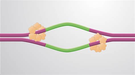 Video Replication In Eukaryotes