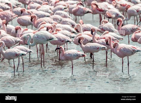 Walvis Bay Pink Flamingos Flamingo Namibia High Resolution Stock