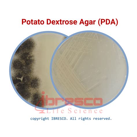 How To Prepare Potato Dextrose Agar