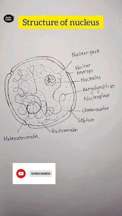 How To Draw Structure Of Nucleus Easily Step By Step Shorts Viral Drawing Diagram Science