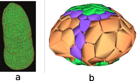 Simulation Of Mechanics And Growth Of A Tissue Figure A Shows The Download Scientific
