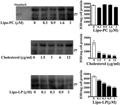 Haptoglobin Secretion By U 87 Mg U 87 Mg Were Incubated Into Six Download Scientific Diagram