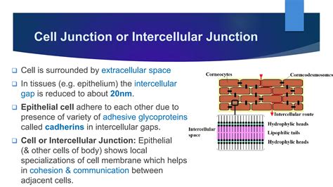 Histology Cell Junction And Nuclear Component By Dr Rabia I Gandaporepptx