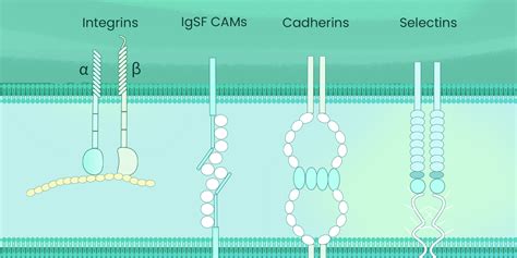 Cell Adhesion Molecules In Immune And Cancer Therapy Immunology
