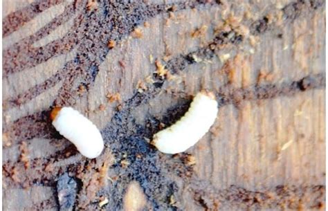 Spruce Beetle