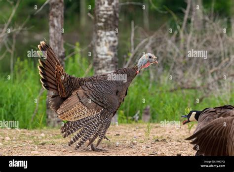 Goose Vs Turkey At Jaclyn Glenn Blog