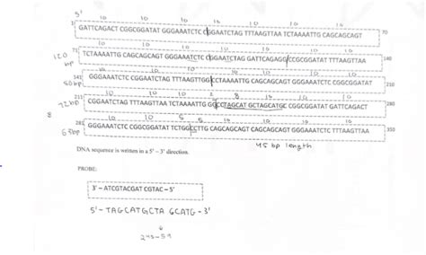 1 Locate The Sample DNA Sequence On The Following Chegg Com