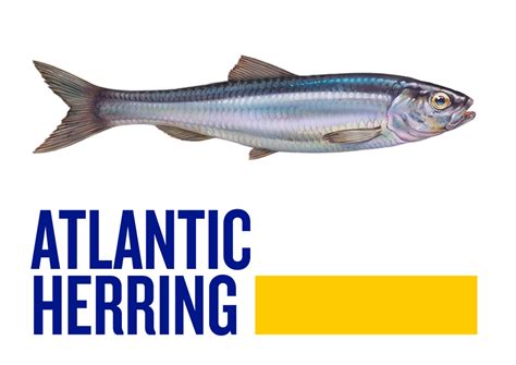 Atlantic Herring Irbe Matje Classic Slightly Salted Atlantic