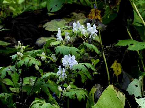 シロバナトリカブト 杜の都の山野草