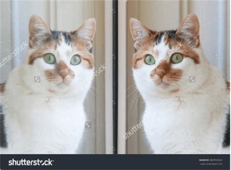 Building An Audio Classifier Using Deep Neural Networks Kdnuggets